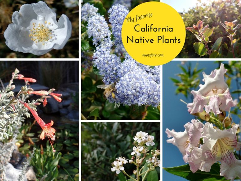 Photos of My Favorite California Native Plants - Munofore