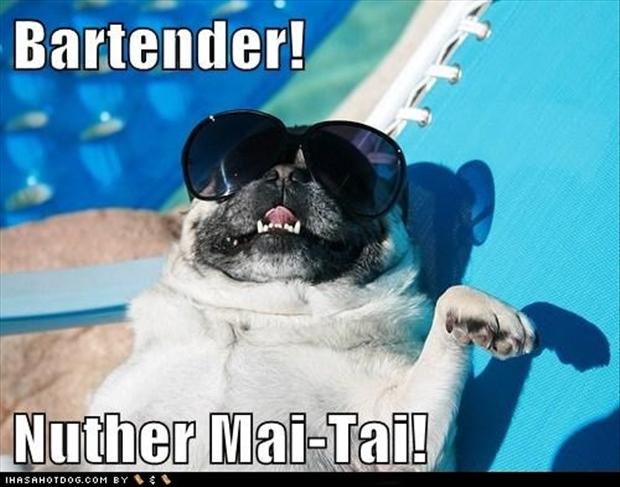 Dog Days of Summer Memes plus Friday Frivolity - Munofore