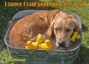 Dog Days of Summer Memes plus Friday Frivolity - Munofore