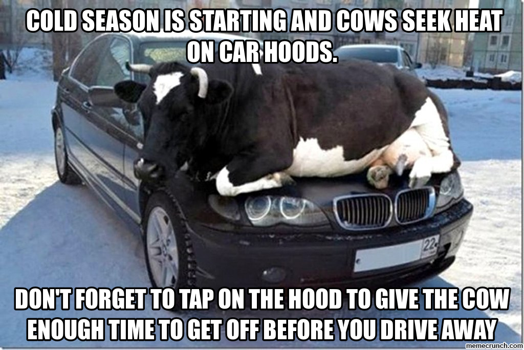 Funny Cow Memes plus Friday Frivolity Blog Party - Munofore