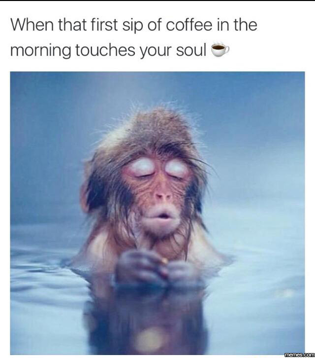 Adorable and Funny Animal Coffee Memes (Friday Frivolity) - Munofore