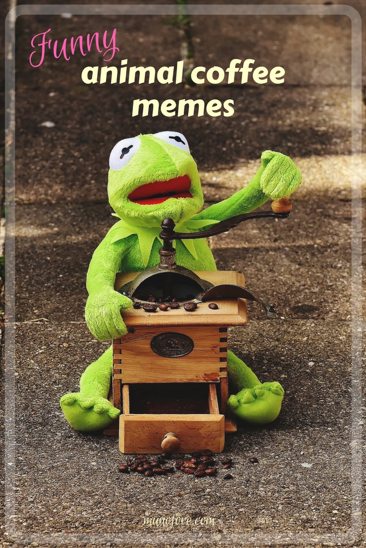 Adorable and Funny Animal Coffee Memes (Friday Frivolity) - Munofore