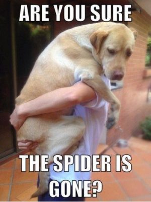 Funny Animals More Afraid of Spiders than You Are - Munofore