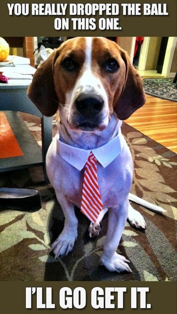 Dogs at Work Memes #FridayFrivolity - Munofore