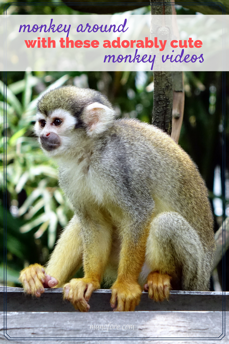 Monkey Around with these Cute Monkey Videos on Friday Frivolity - Munofore