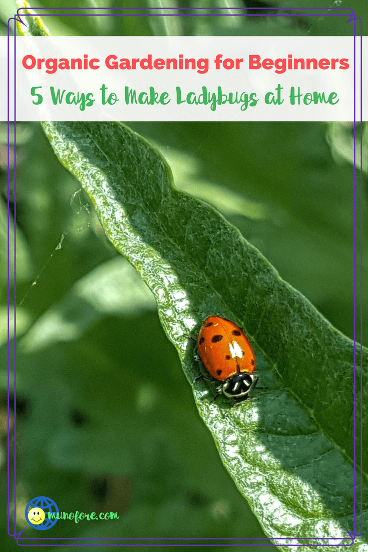 Organic Gardening for Beginners: 5 Ways to Make Ladybugs at Home - Munofore