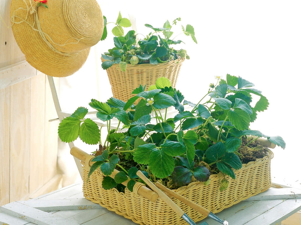 Easily Transform Your Patio with these 8 Plants - Munofore