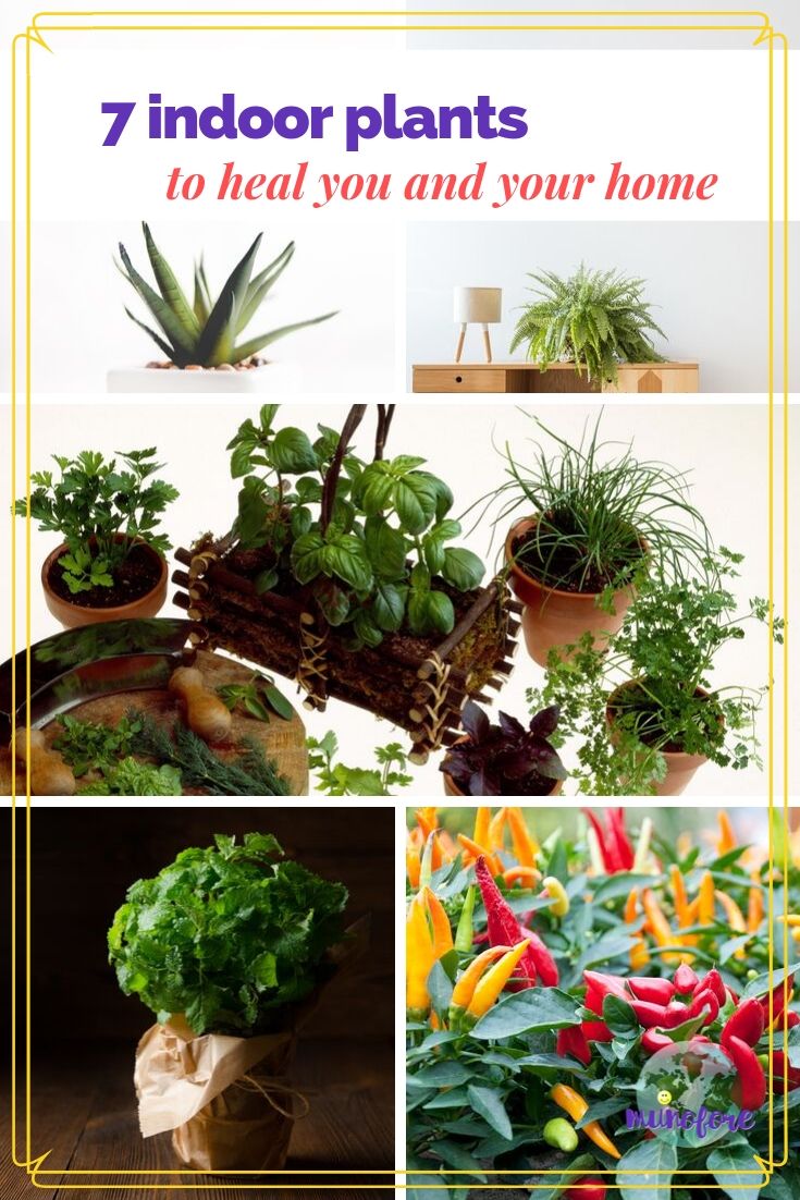 7 Indoor Plants to Heal You and Your Home - Munofore