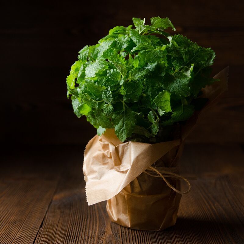 7 Indoor Plants to Heal You and Your Home - Munofore