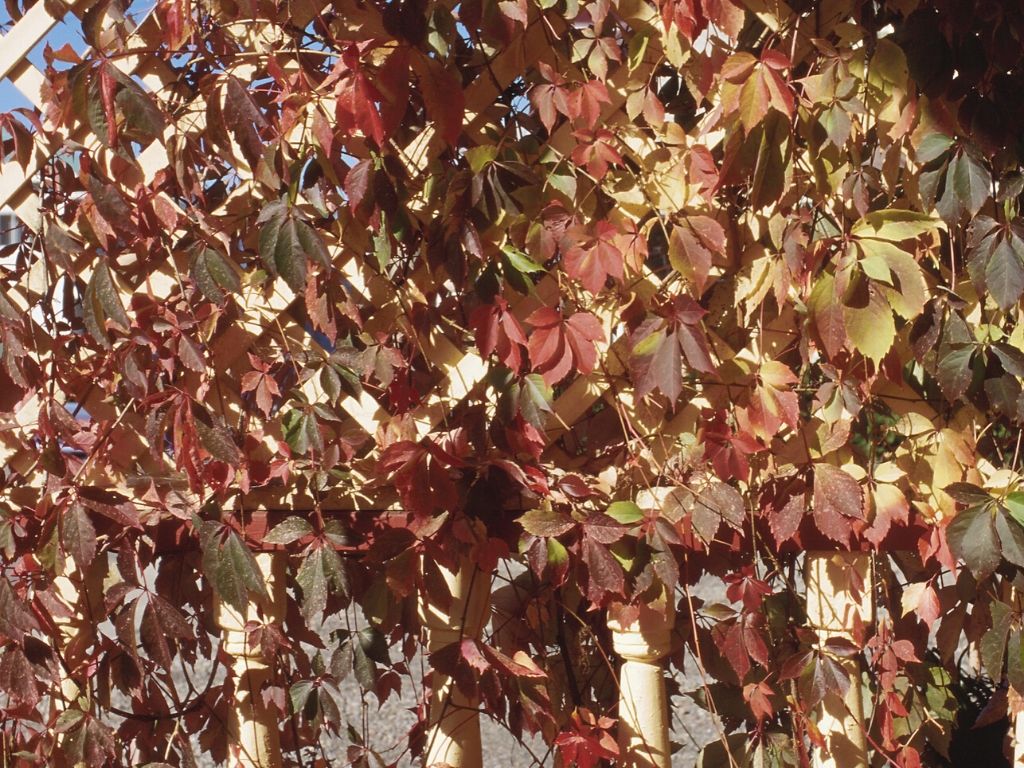 Go Vertical to Maximize Your Garden Space - Munofore